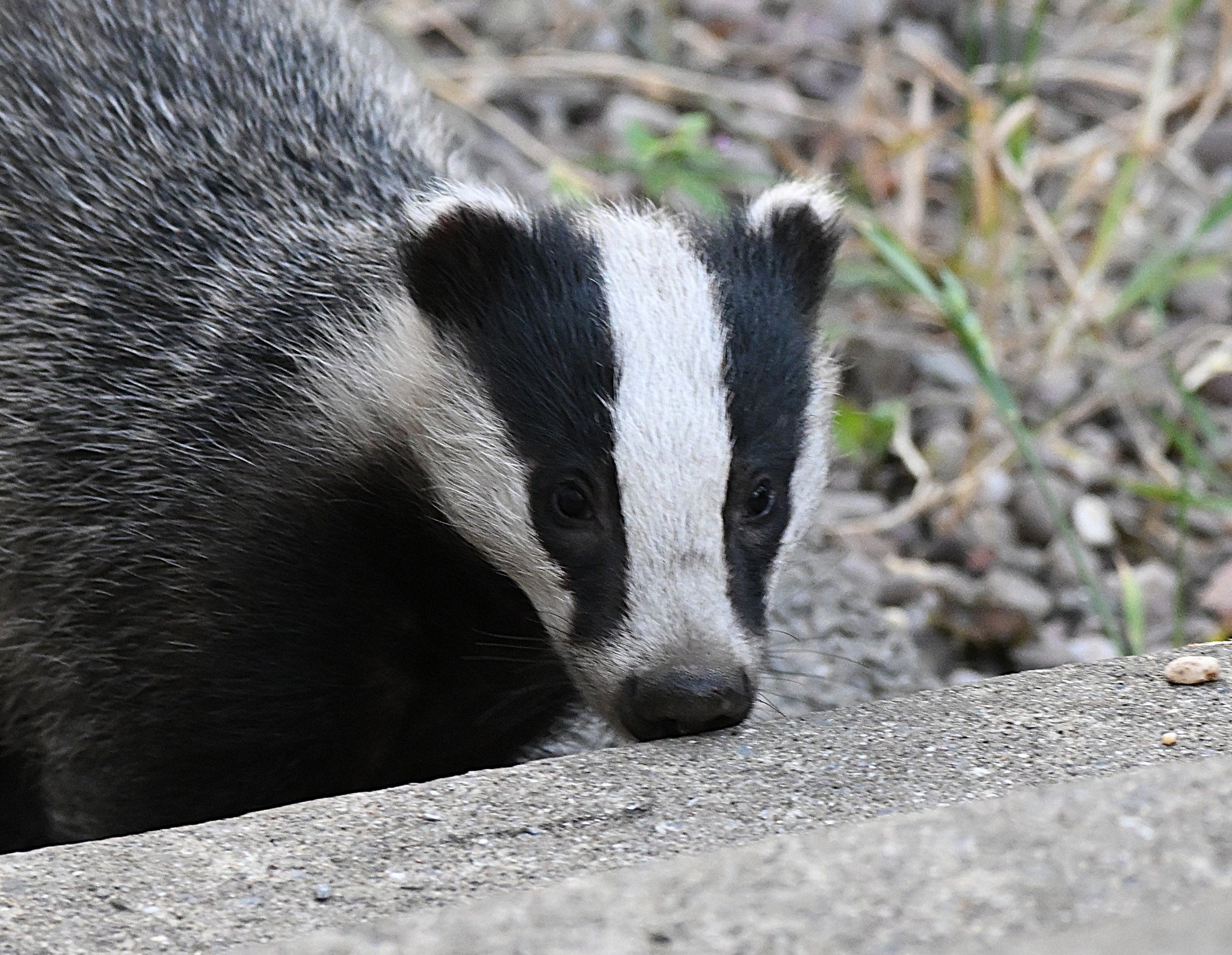 Badgers in the UK